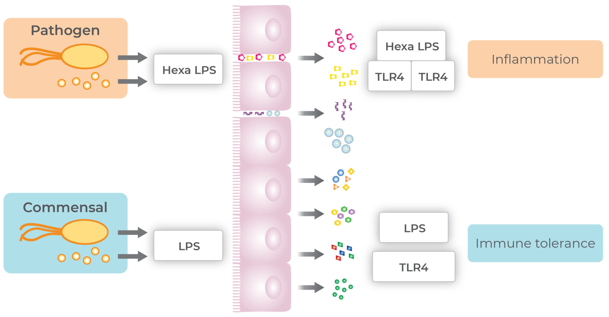 Hexa-LPS: playing a role in inflammation | Microba